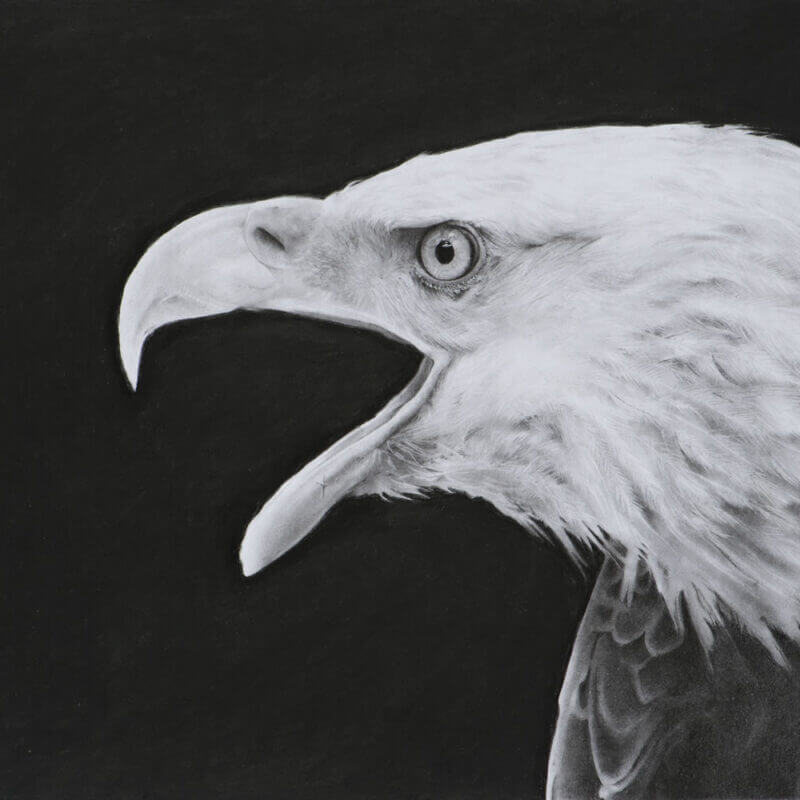 Eagle - Alex Fleming Art