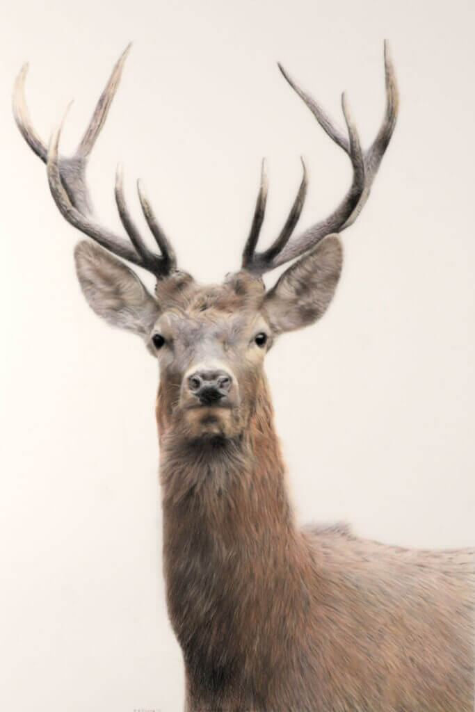 Red Deer - Alex Fleming Art