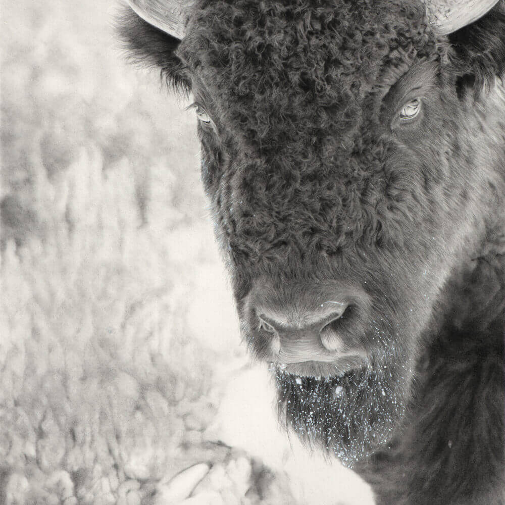 American Bison - Alex Fleming Art