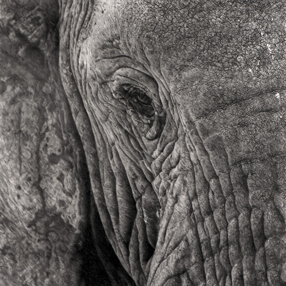 african elephant art