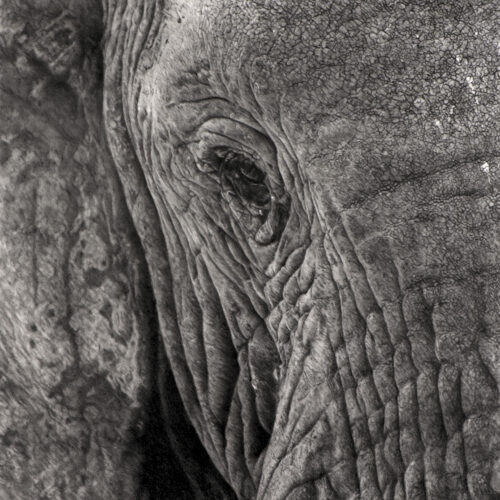 African Elephant - Alex Fleming Art