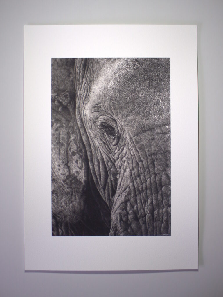 African Elephant - Alex Fleming Art