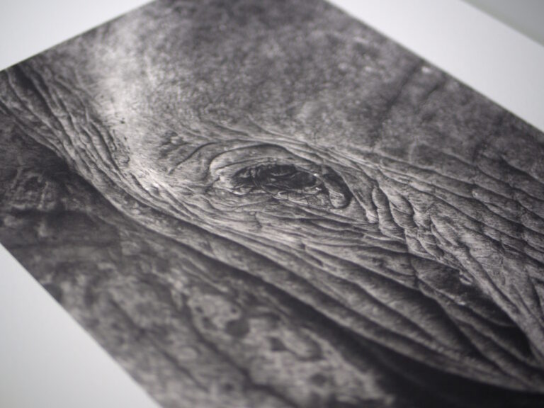 African Elephant - Alex Fleming Art